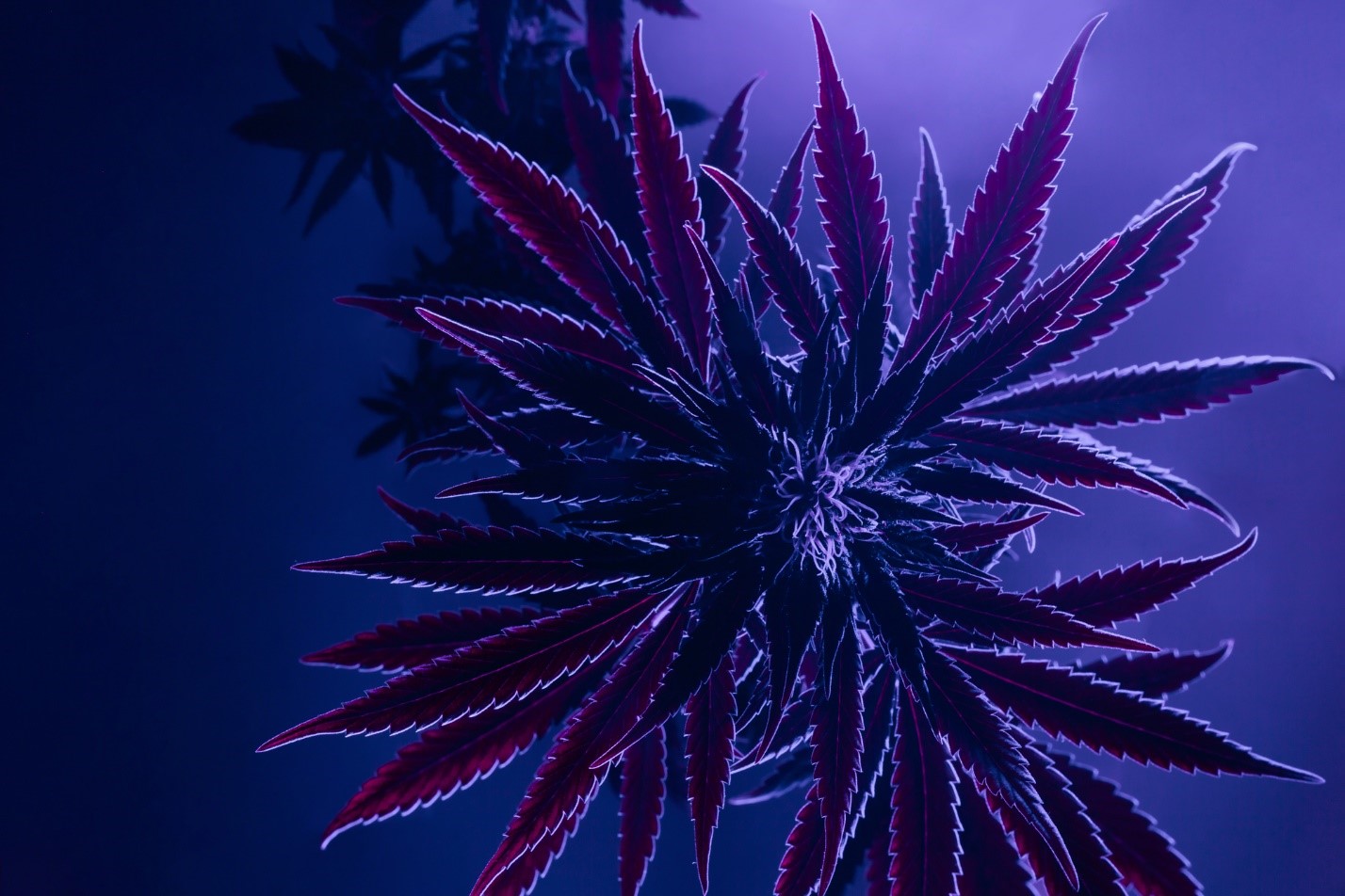 Benefits of Smoking Hemp Buds and Skywalker OG - News AKMI